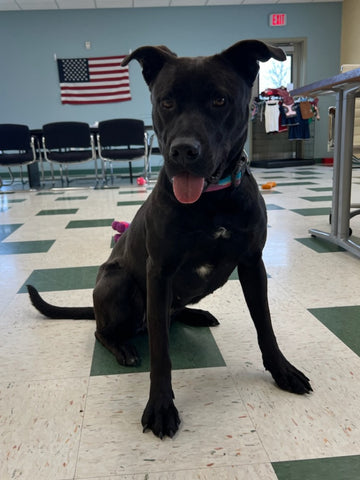 Female Dogs – Tagged "Female Dogs" – Humane Society of SWM