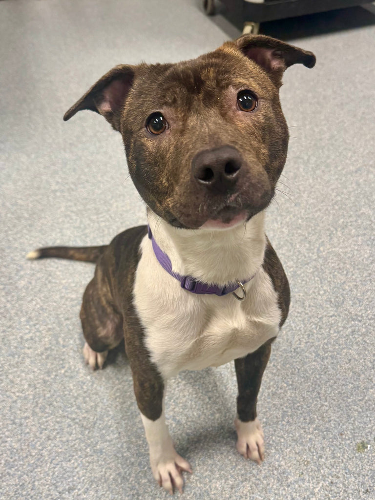 Princess – Humane Society of SWM