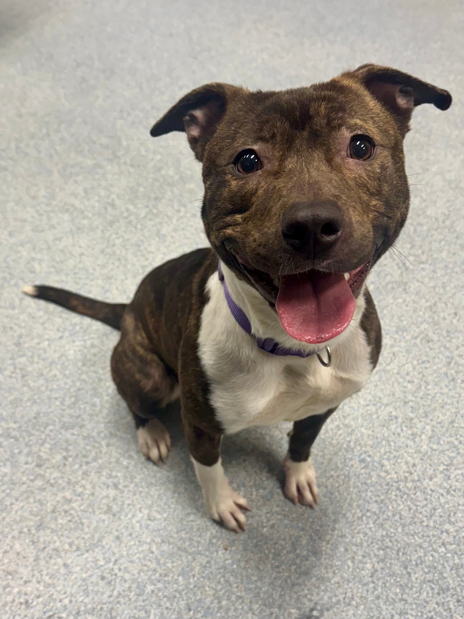 Princess – Humane Society of SWM